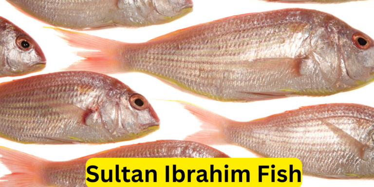 Sultan Ibrahim Fish: A Colorful Delight in the Sea - BBC Blog UAE